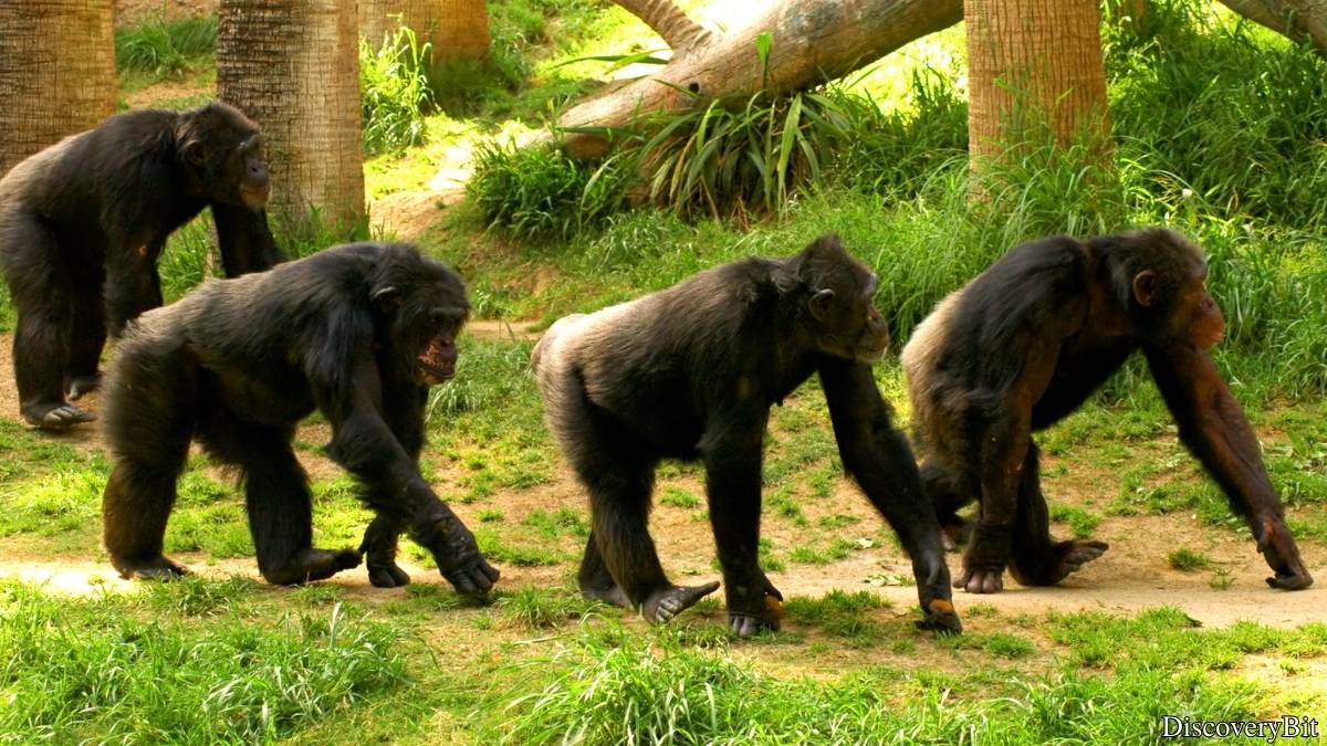 Murder, Pride, And Zeal: The Ultimate Guide To Group Names Of Animals ...