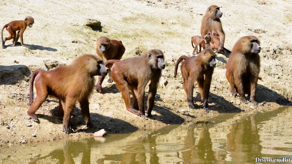 Murder, Pride, And Zeal: The Ultimate Guide To Group Names Of Animals ...