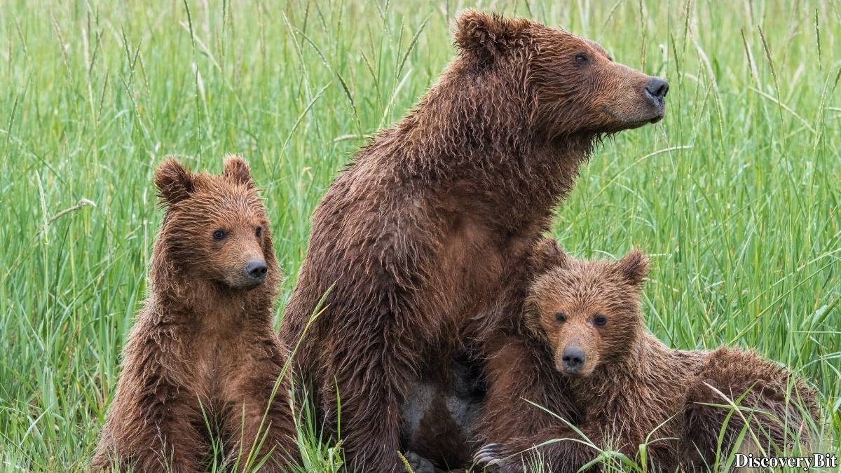 Murder, Pride, And Zeal: The Ultimate Guide To Group Names Of Animals ...
