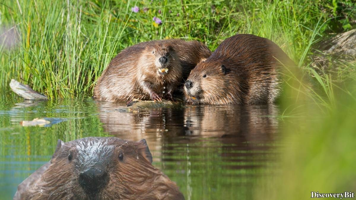 Murder, Pride, And Zeal: The Ultimate Guide To Group Names Of Animals ...