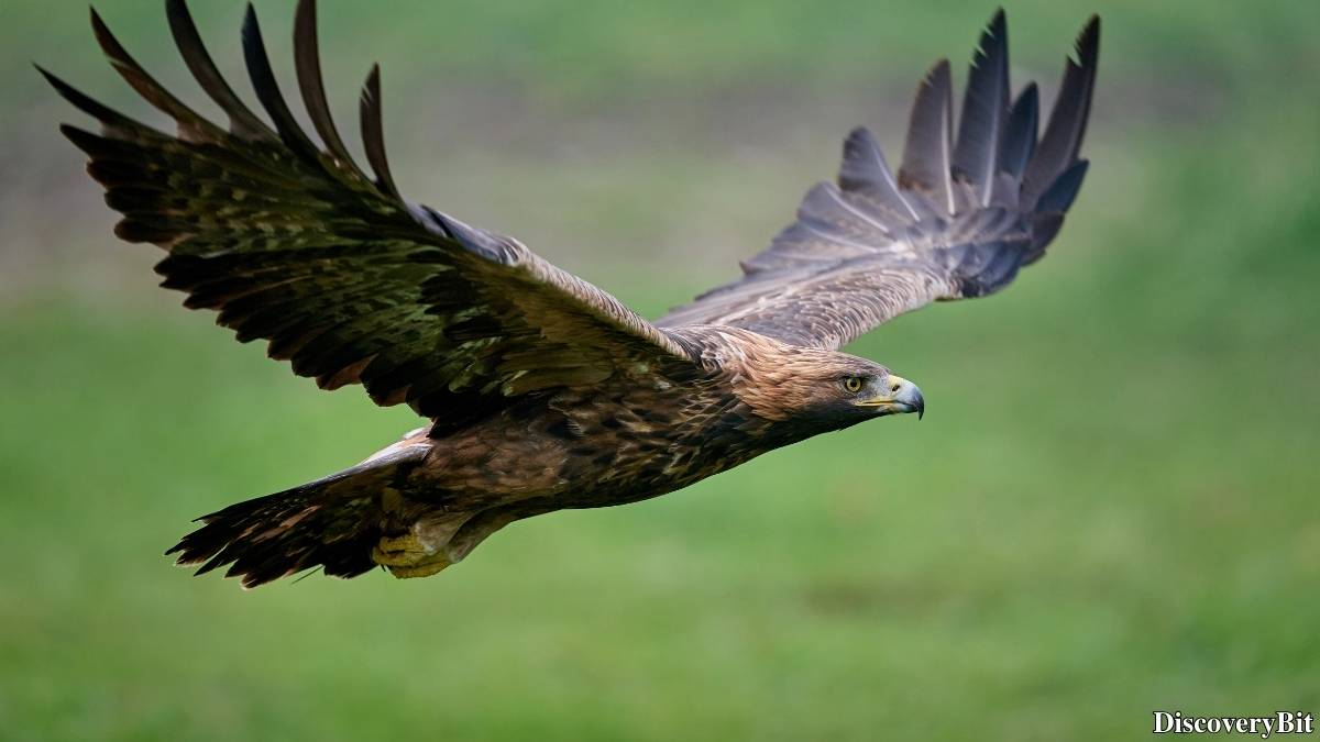The 52 Fastest Animals in the World: Nature’s Ultimate Speed Guide ...