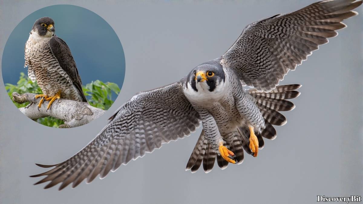 The 52 Fastest Animals in the World: Nature’s Ultimate Speed Guide ...